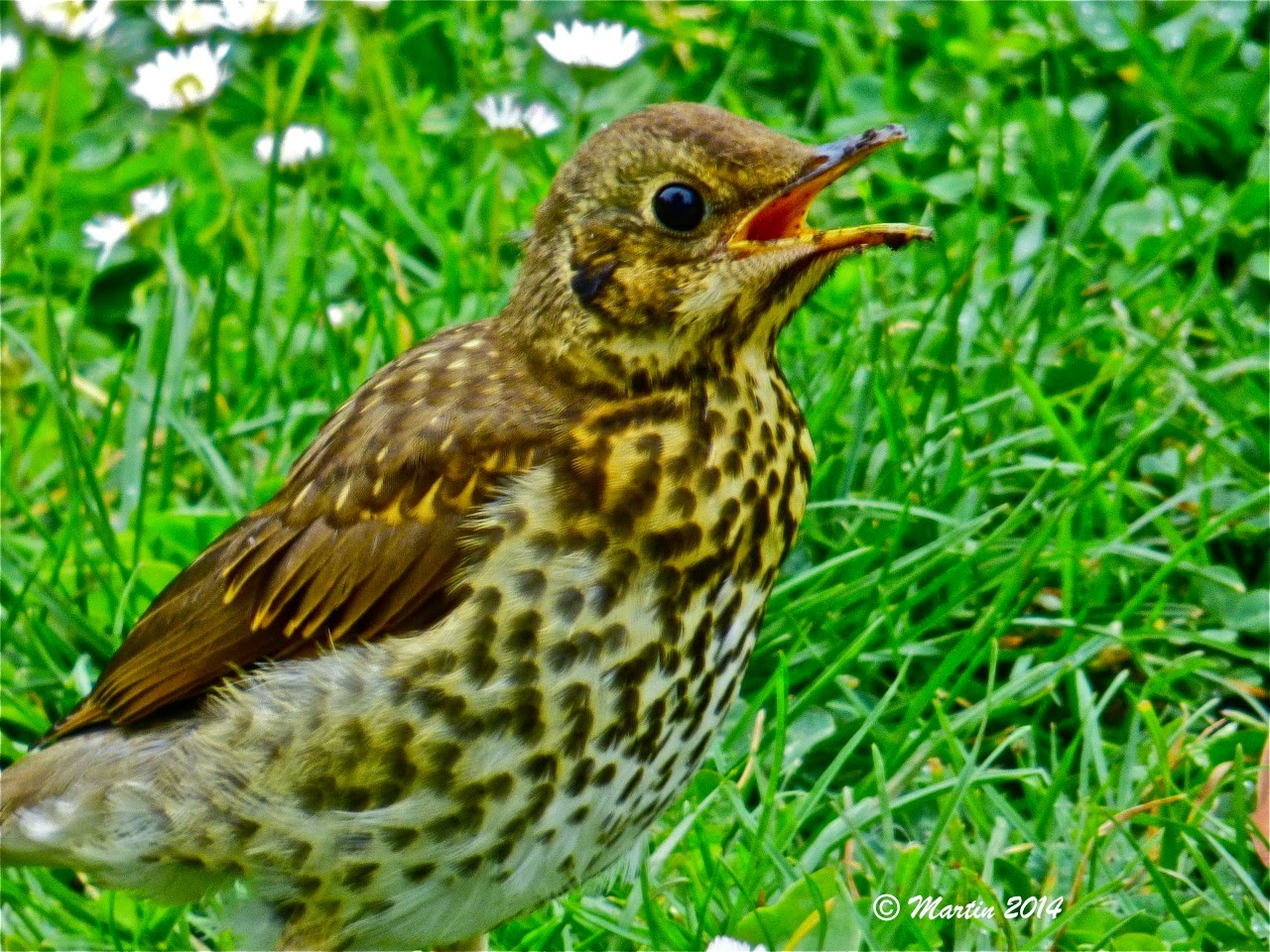 Miradas Cantábricas: Alimentando al joven Zorzal...