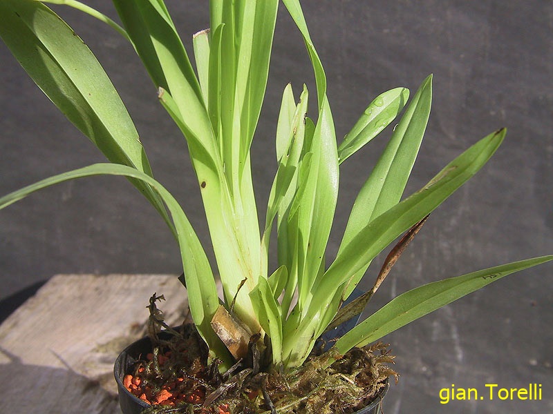 Miltoniopsis santanaei care and culture | Travaldo's blog