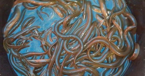 MEDIA PENYULUHAN PERIKANAN: MENGENAL IKAN BELUT