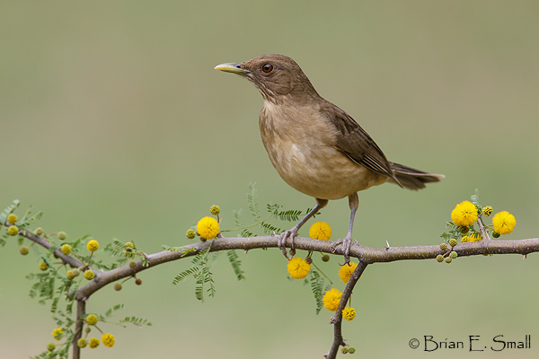 Motmot Costa Rica - Programa de Ciencia Participativa Comunitaria: El ...