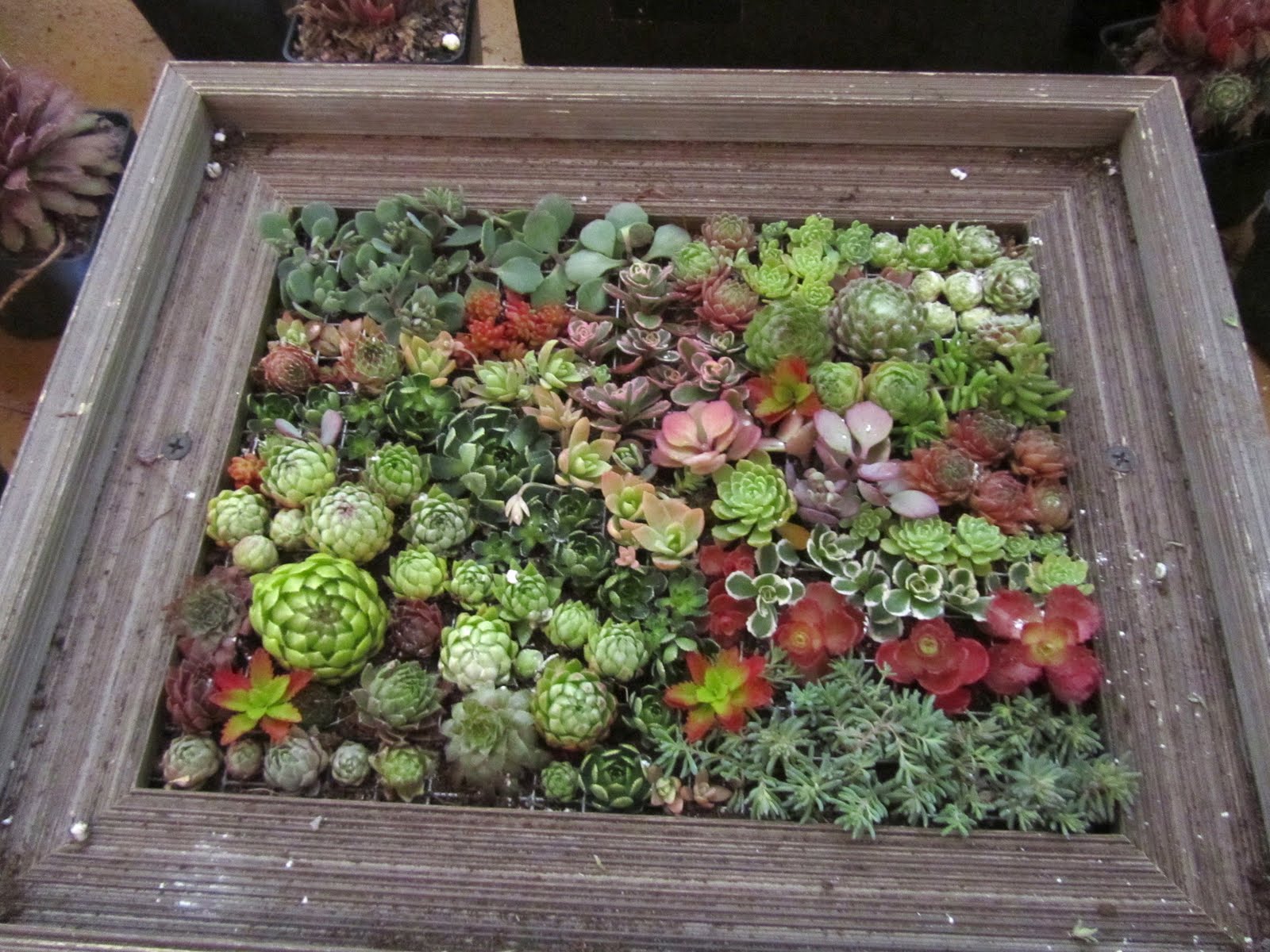 Cheesehead Gardening: Succulent Picture Frames
