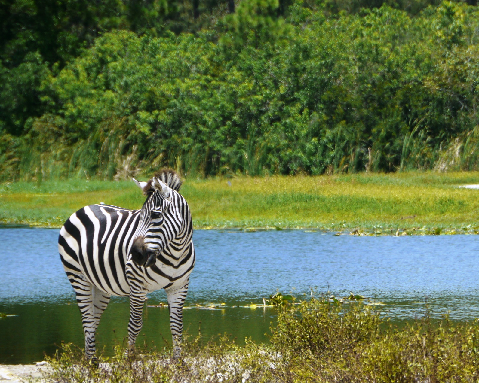 Lion Country Safari Review