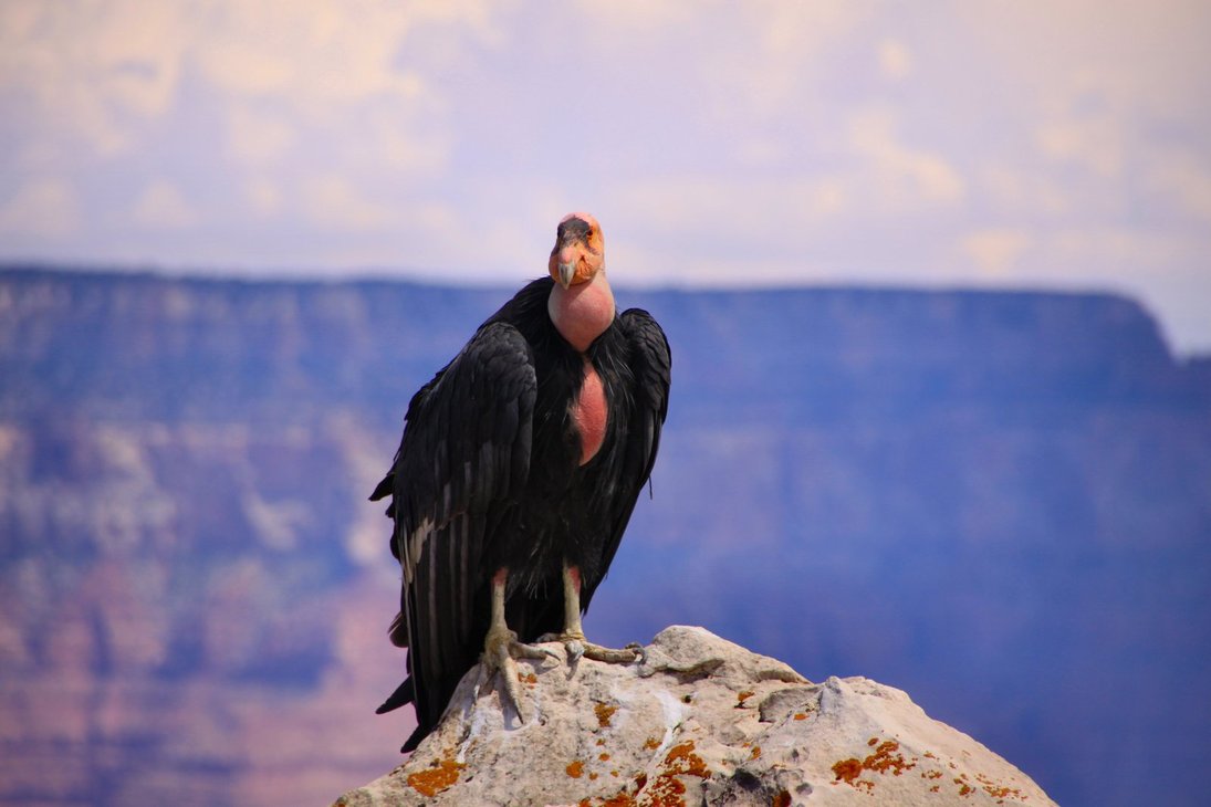 The California Condor - SNSH
