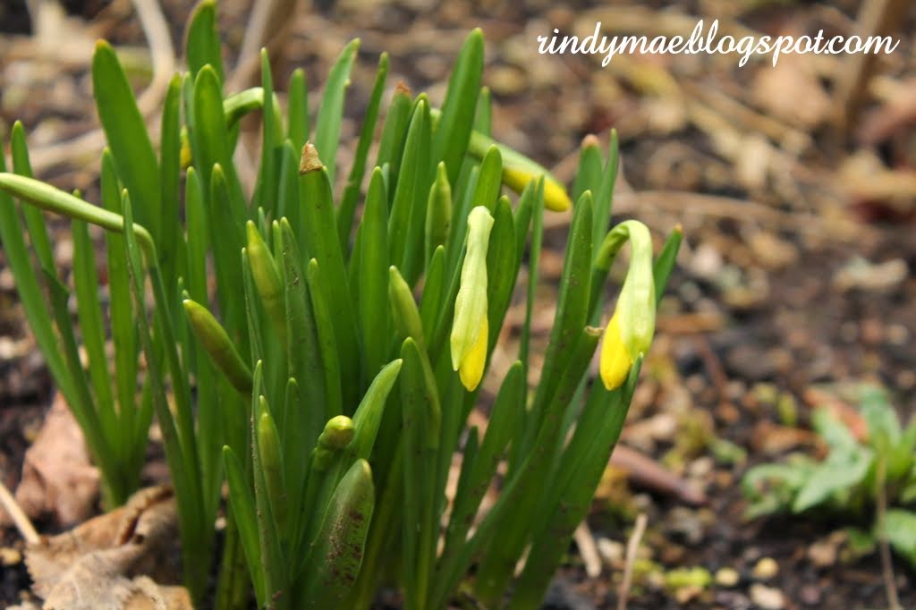Rindy Mae: February In The Garden
