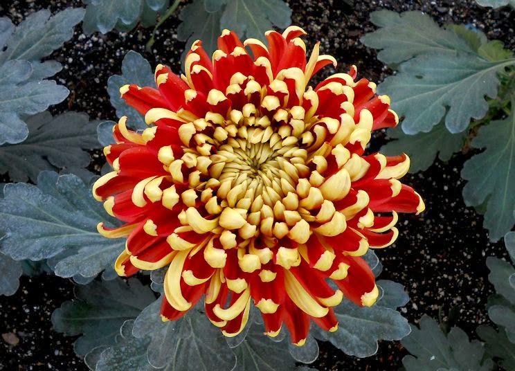 My Virtual Garden 2: Mums and More