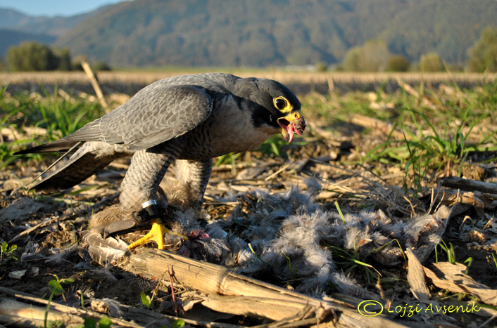 Lojzi Avsenik blog: Povezanost z ujedo in lovom-Sokolarstvo