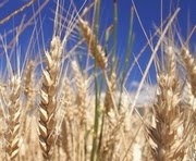 Žitarice - upoznajte 8 najvažnijih žitarica u prehrani čovjeka ~ Zdravo ...