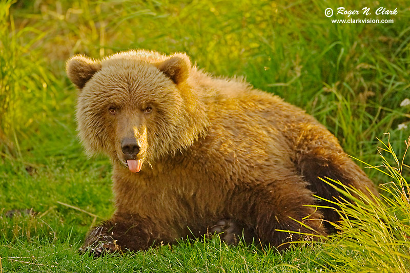 Brown Bear | The Wildlife