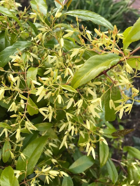 Aprille's SoCal Gardening : Vine With Cute Flowers