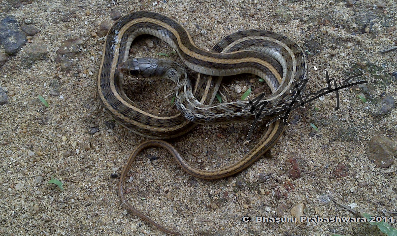 Reptile Research and Conservation Trust Of India: 30 Species Of Indian ...