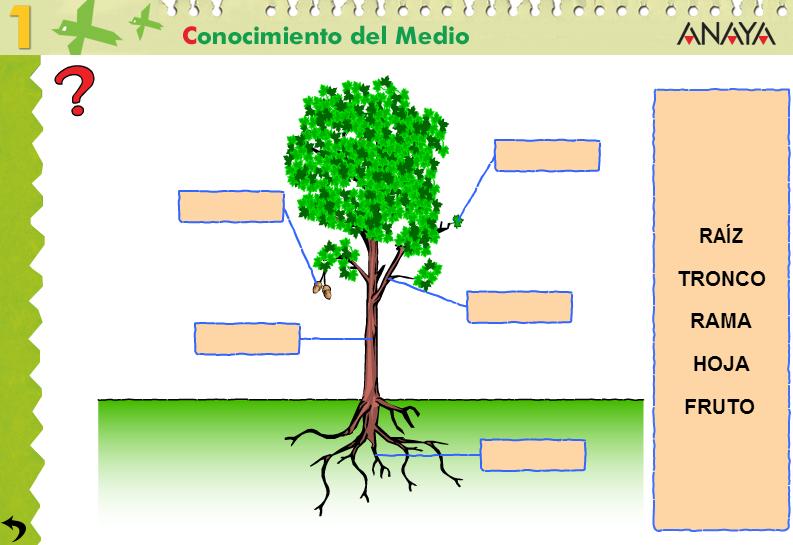 Blog de Ana Bastida : LAS PLANTAS Y SUS PARTES