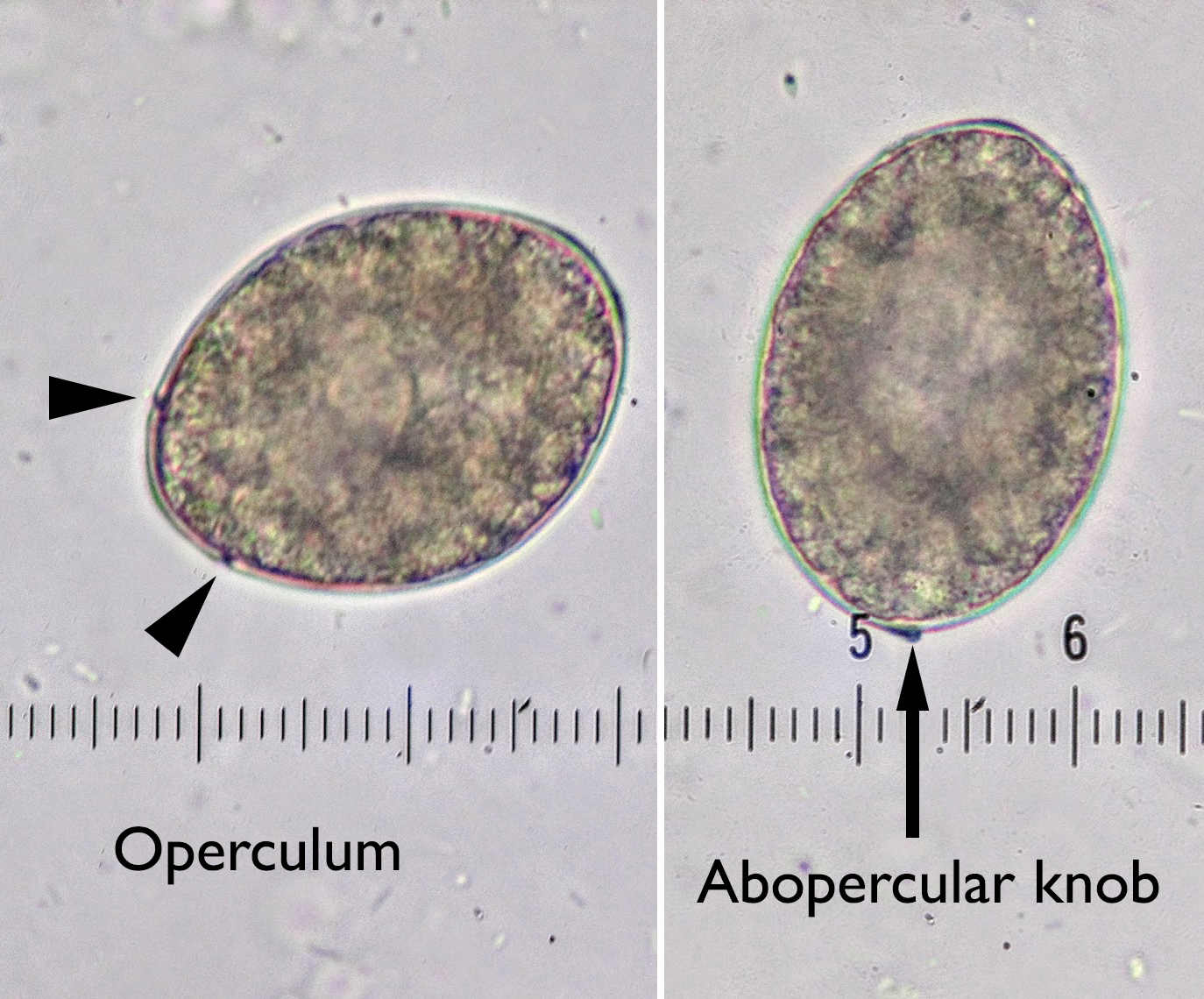 Creepy Dreadful Wonderful Parasites: 2016