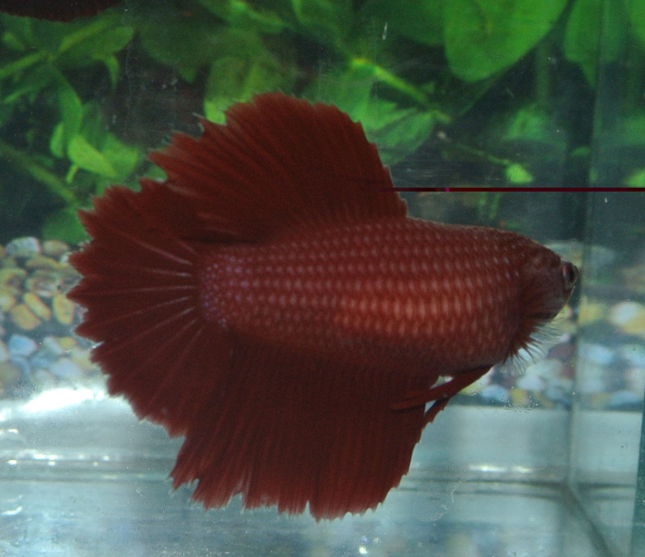 Betta Fish Afira: Halfmoon Super Red Skyhawk FEMALE Big Dorsal ( SOLD OUT )
