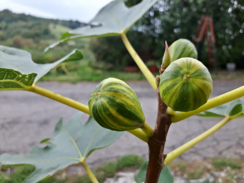 Seattle Garden & Fruit Adventures: The allure of Striped figs