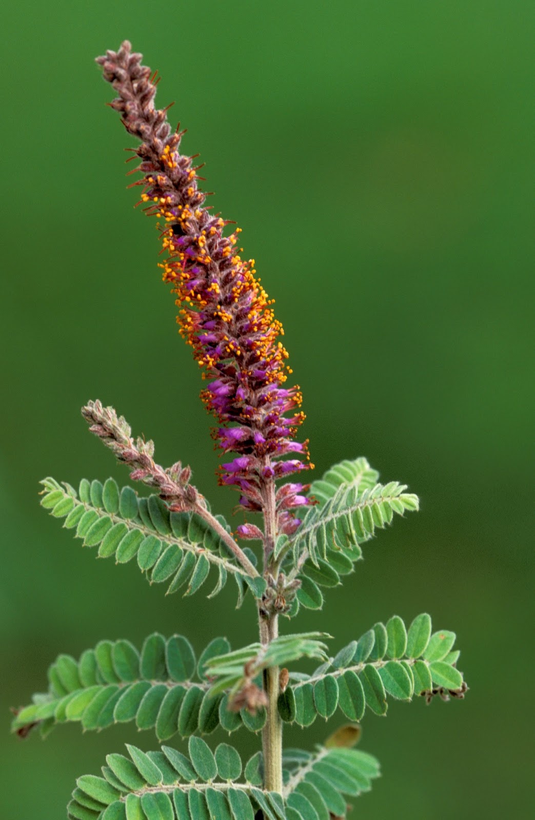 Kentucky Native Plant and Wildlife: Plant of the week: Leadplant ...