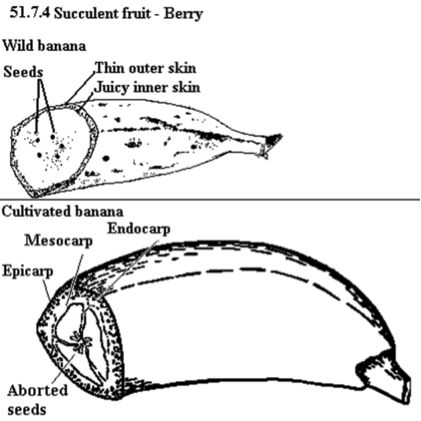 Pengetahuan Bahan Pangan: Pisang