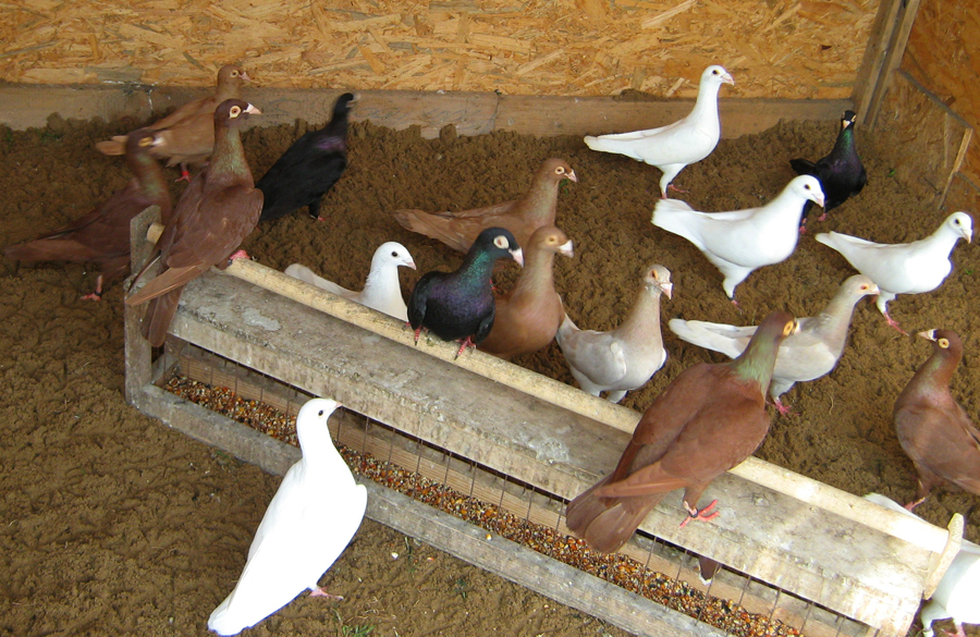 Szolnok Bagdad pigeons ( Szolnoki Bagdetta ) - Pigeons fall