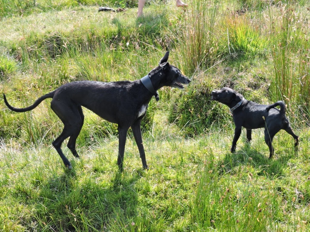 Dartmoor Ramblings: NEW DOG & THE RETURN OF THE HOUSE MARTINS