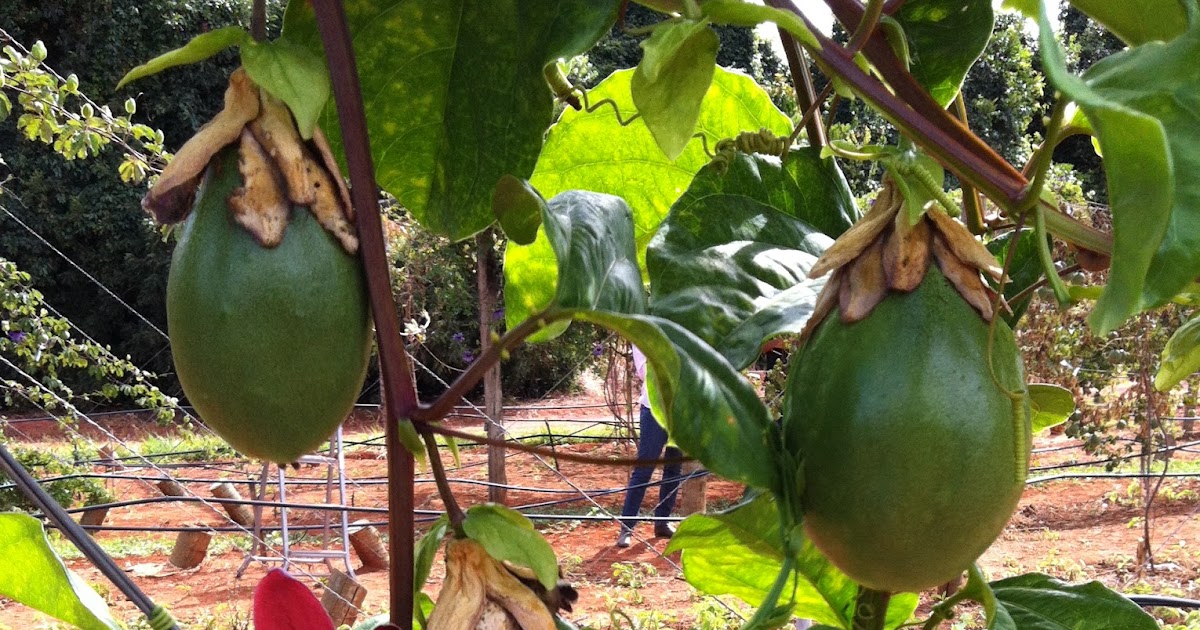 Embrapa Cerrados lança cultivar de maracujá doce
