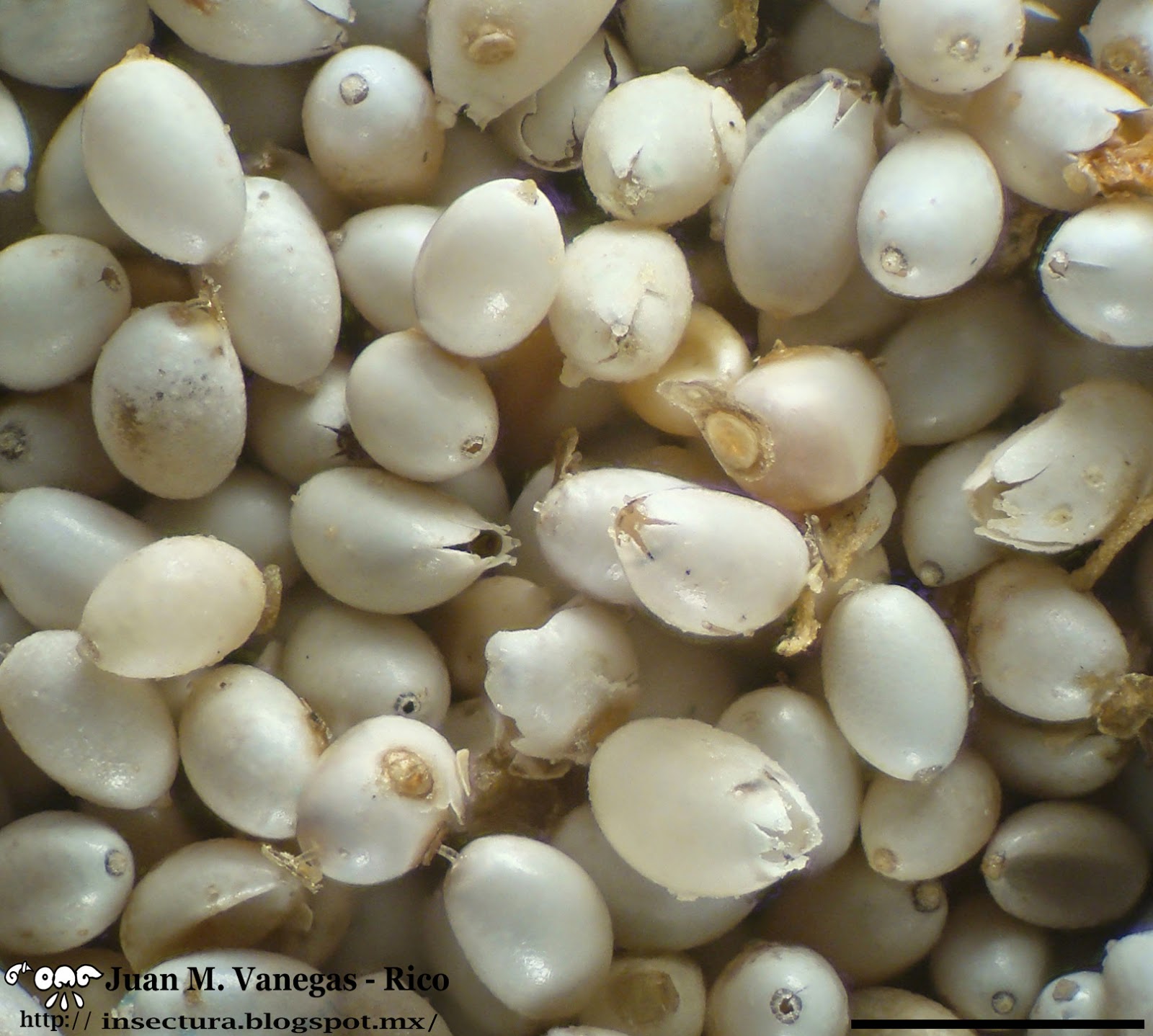 INSECTURA: Ahuautle: Un caviar mexicano