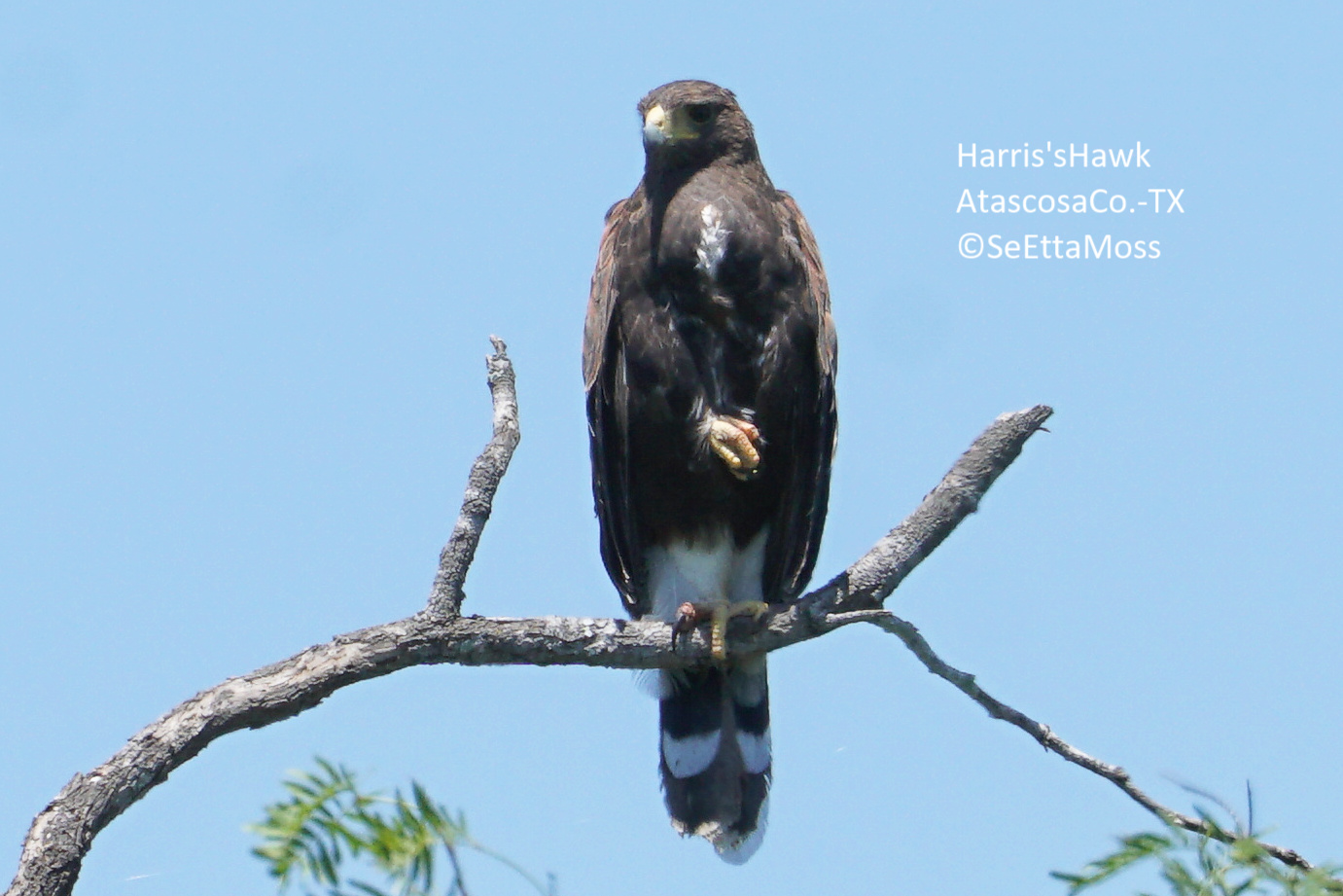 Harris's Hawk--it's foot looks like a hand