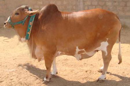 Eid-Ul-Adha( Qurbani Eid): Cow for Qurbani