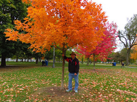 The World of Gord: The Burnt Orange Colours of KC's Tree