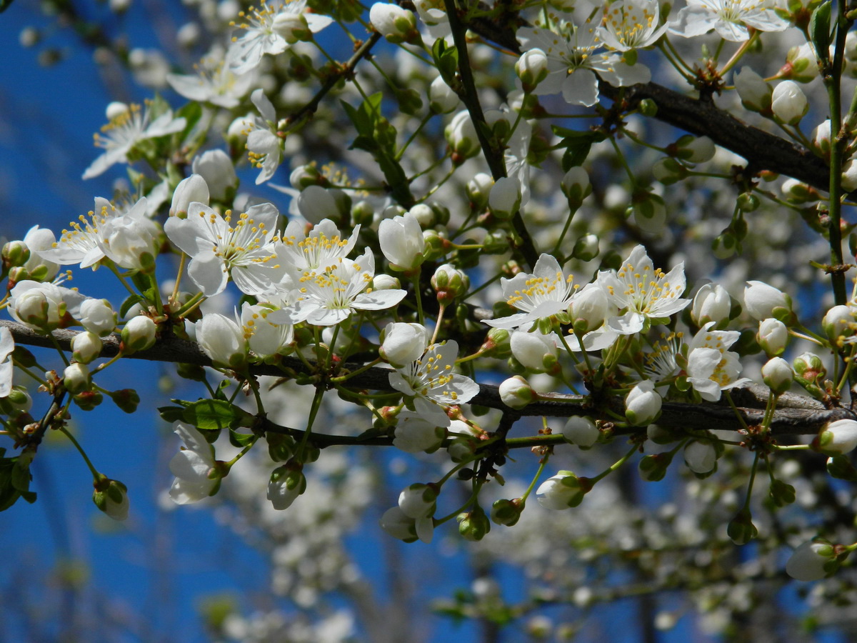 LA MULTI ANI, ROMANIA!: Pom inflorit