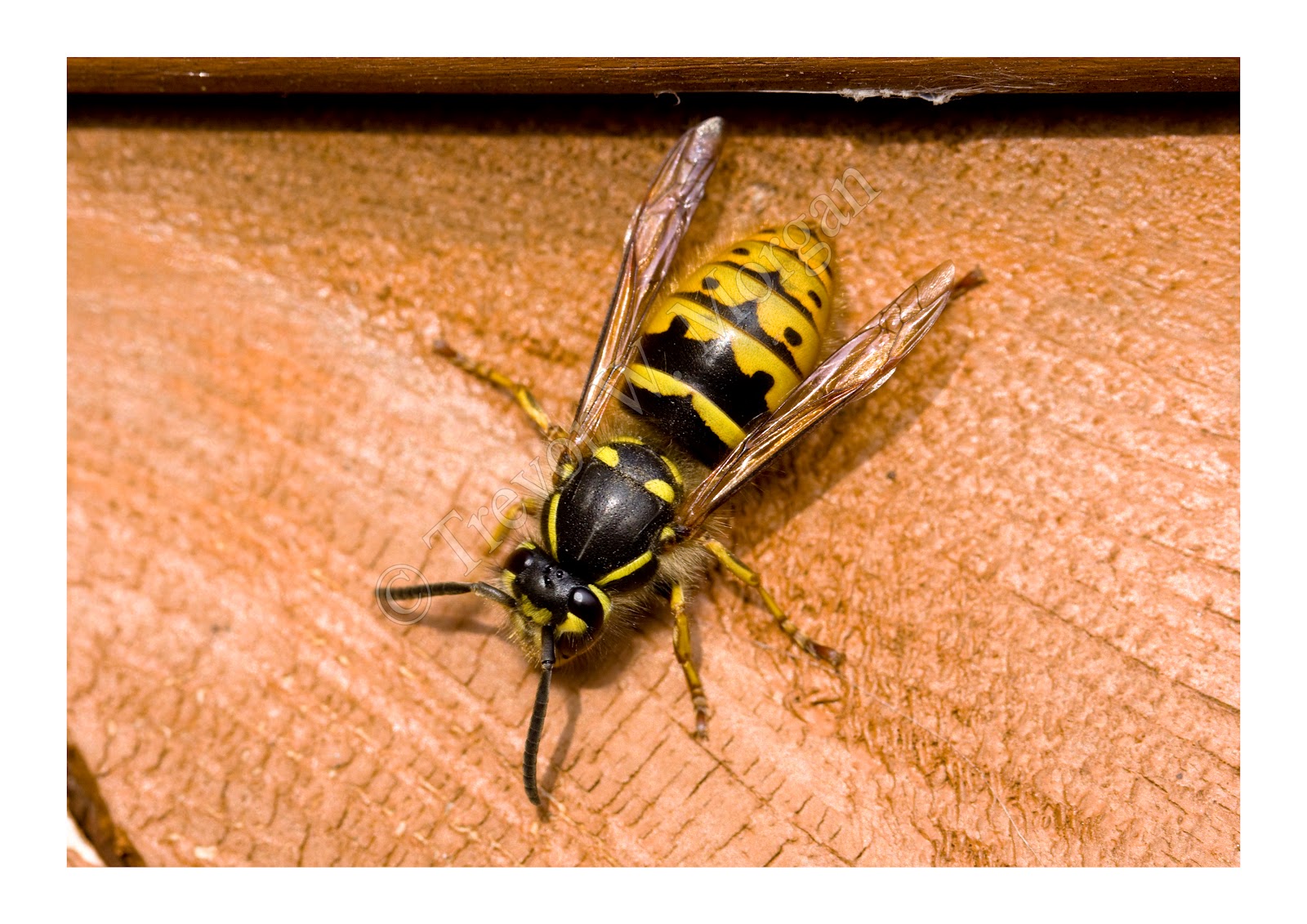 Three Counties Herald: A BIT OF A WASP AND BRUSH UP