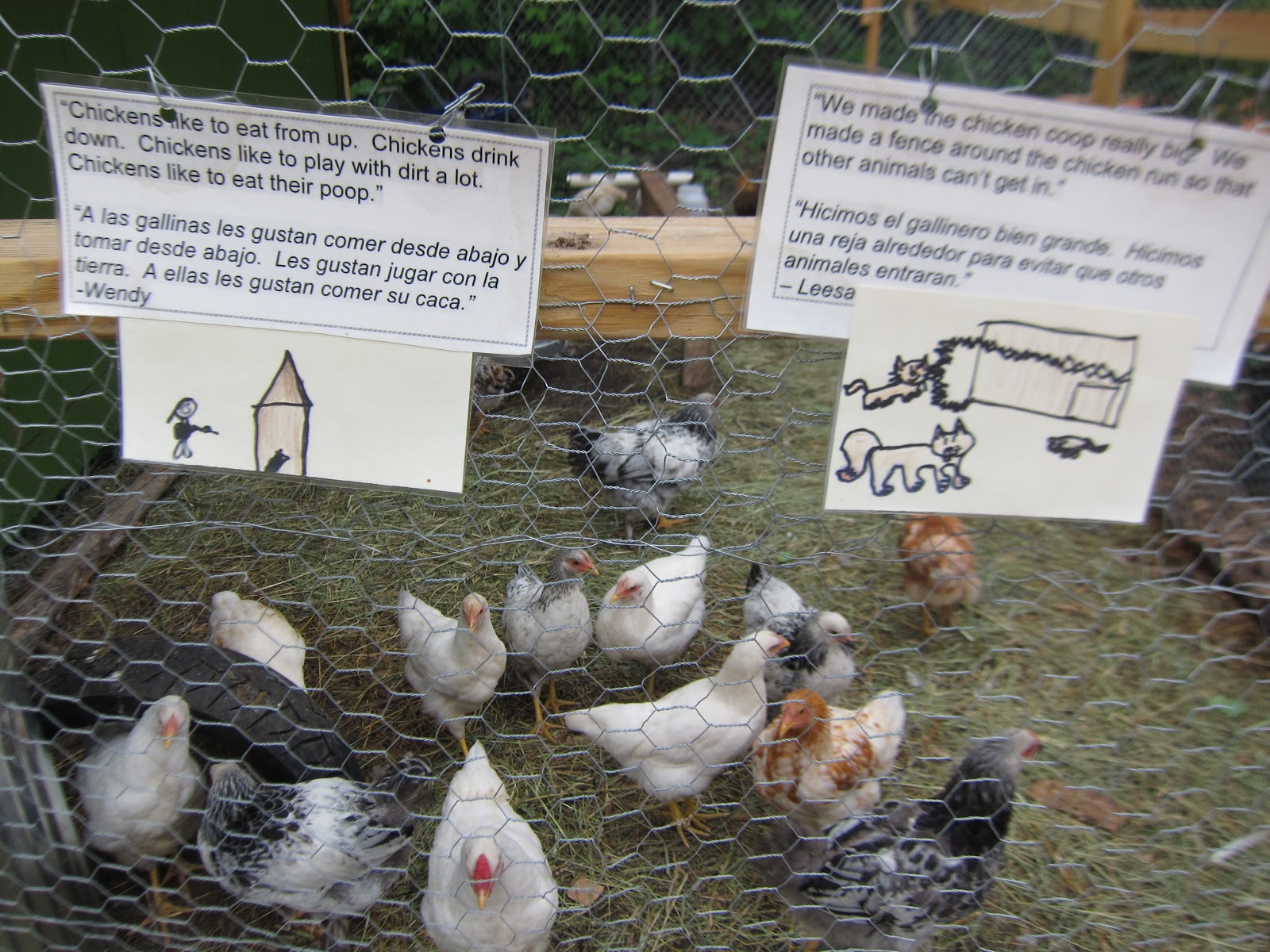 commmunity gardening: Community Garden Chickens