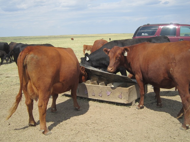 4R Ranch: Pharo Cattle Company