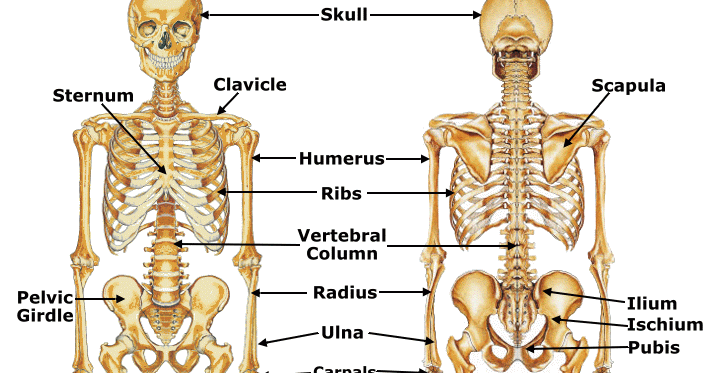Systems Of 8 The Skeletal System Organs And Functions Systems Of 8 The Skeletal System Organs And Functions