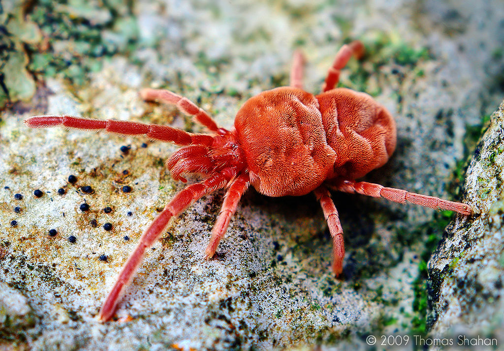 Real Monstrosities: Giant Red Velvet Mite