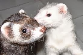 Noah's Animal Hospitals: Friendly Ferrets