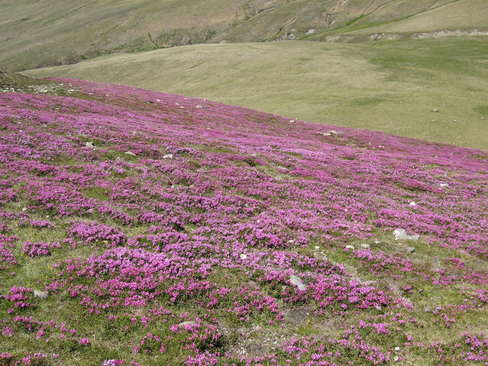Impresii de calatorie: 31 mai 2018, plin sezon la rododendron in Bucegi