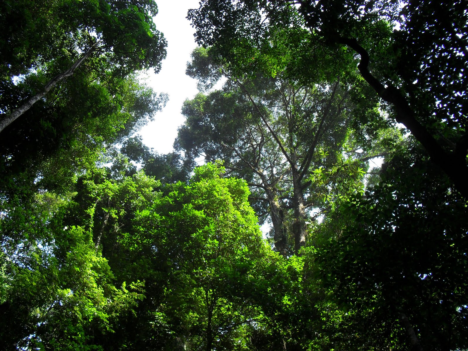 Tumbuhan Kalimantan: Hutan Kalimantan Selatan