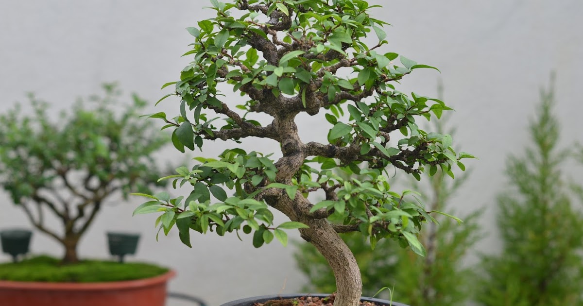 blog of amir rofie: Bonsai: Tukar pasu (re-potting) Santalia4 (Oct 2017)