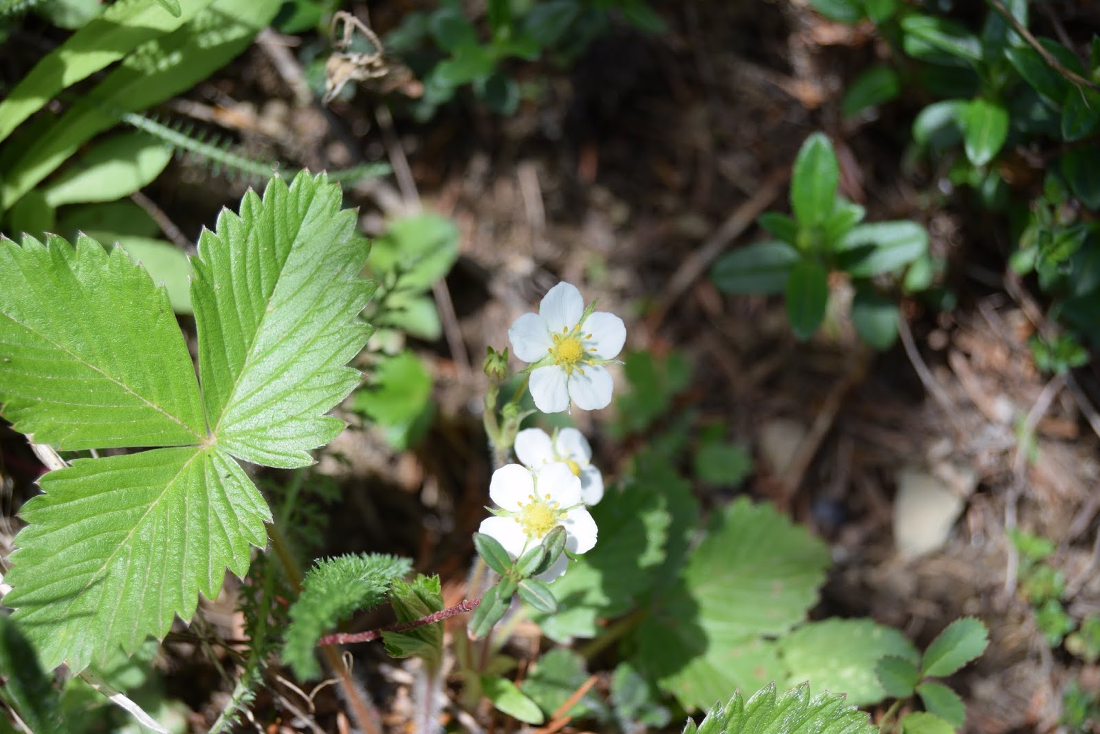 Frumusetile naturii: Fragi de padure (Fragaria vesca)