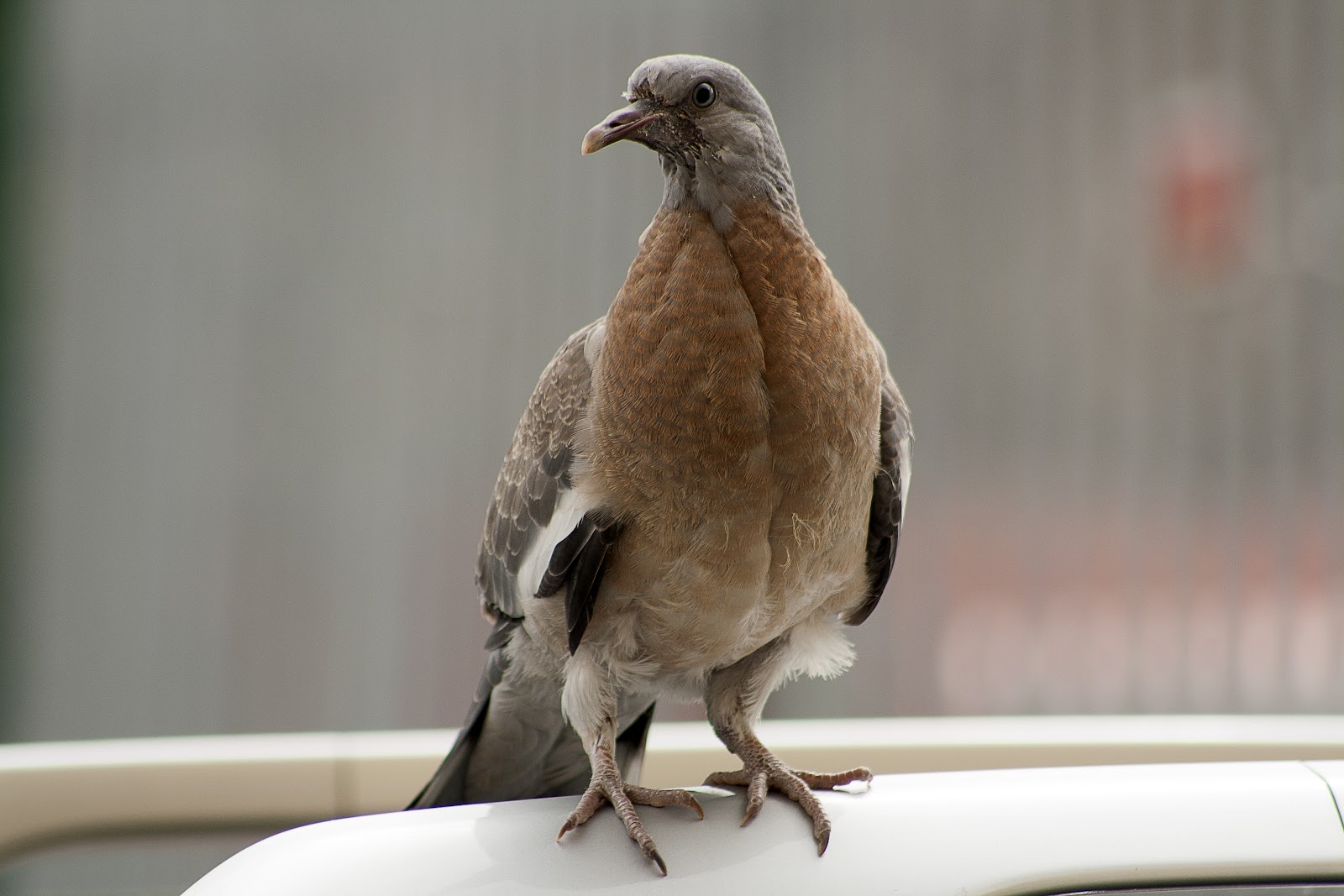 Cork city wildlife: Weird pigeon