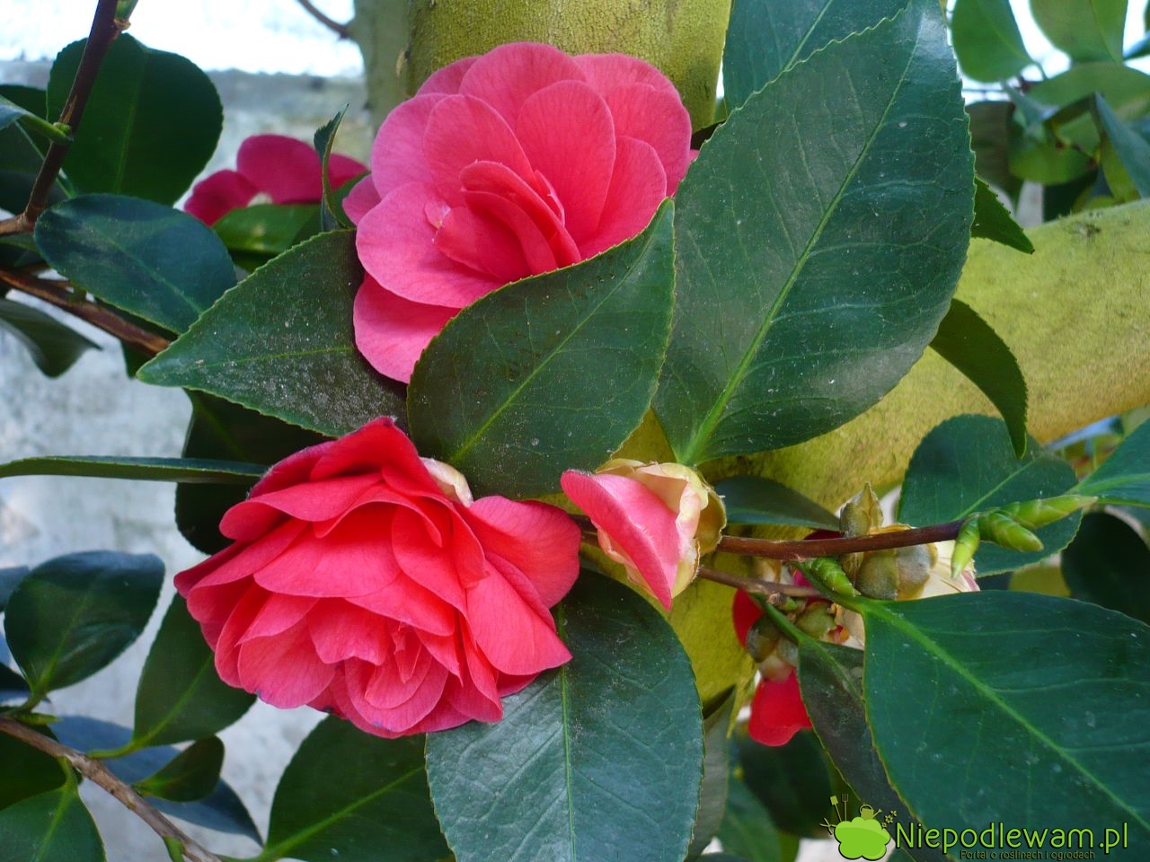 niepodlewam: Kamelia japońska - jak uprawiać