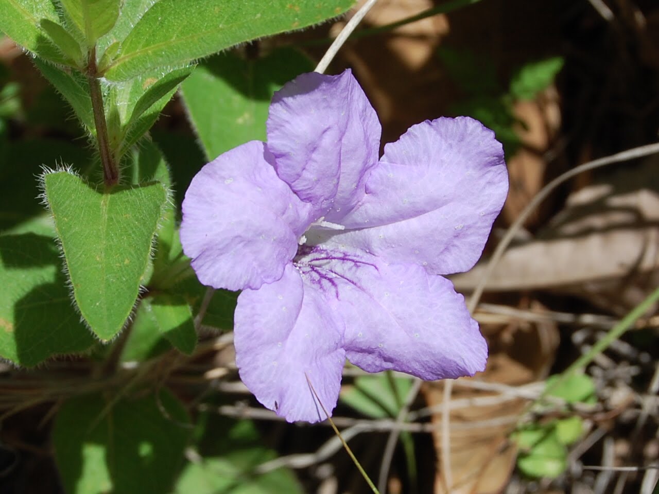 Brenda's "Texas Wild" Garden: Violet Ruellia or Wild Petunia.