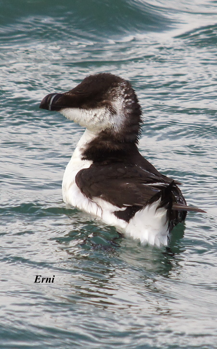 NO SIN MIS PRISMÁTICOS: ALCAS DE IMPRESIONANTES PICOS O LO QUE ES LO ...