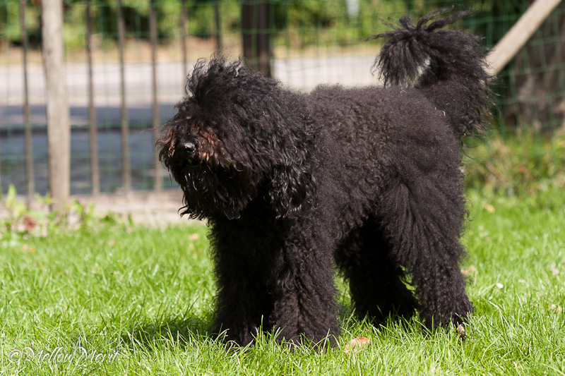 Barbet | The Life of Animals