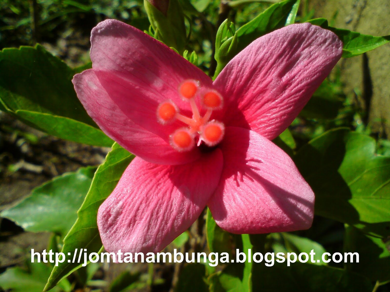 Jom Tanam Bunga: Bunga Kembang Hujan
