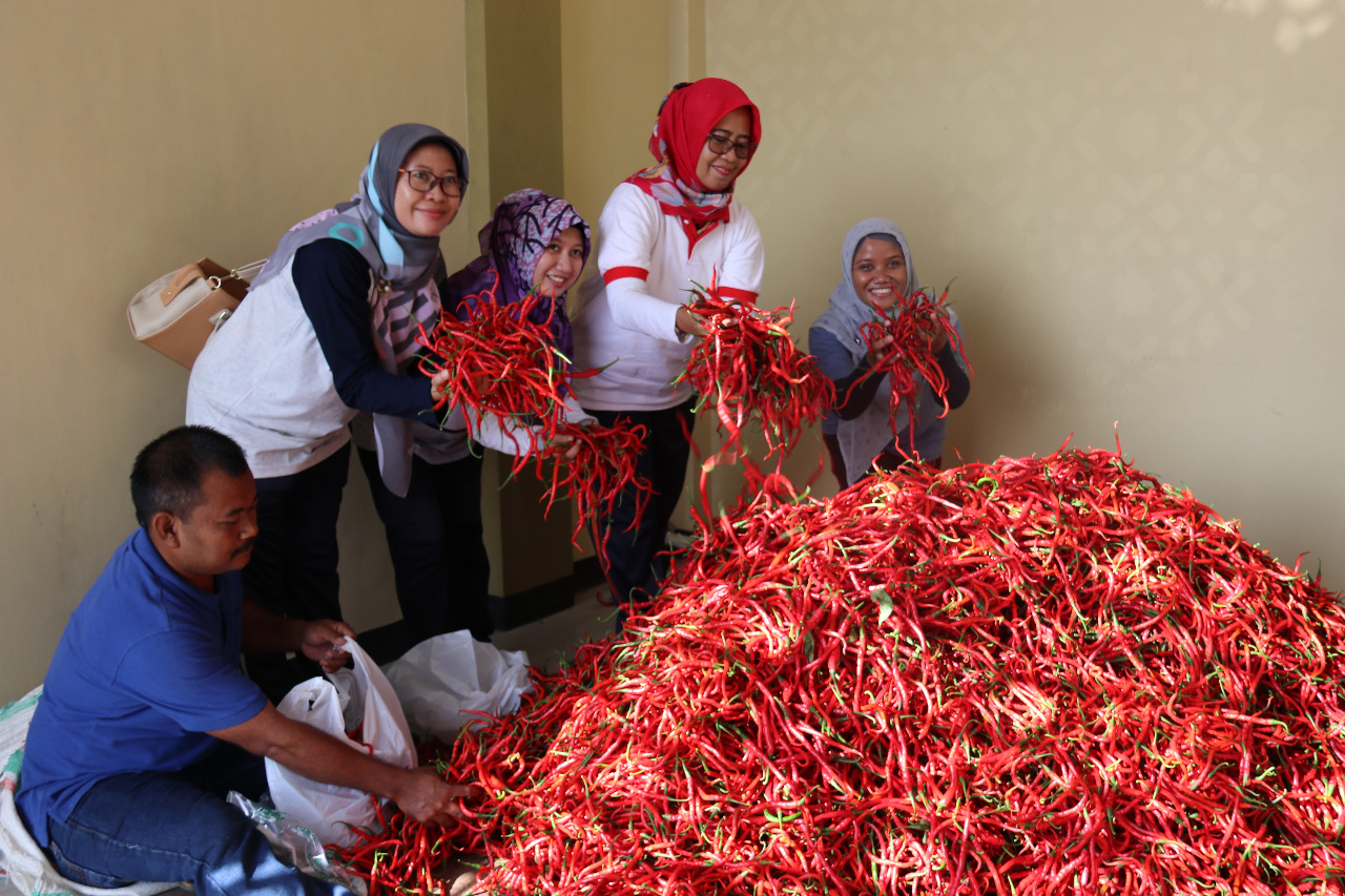 Harga Anjlok Saat Musim Panen, ASN Dinas Pertanian Blora Borong Cabai ...