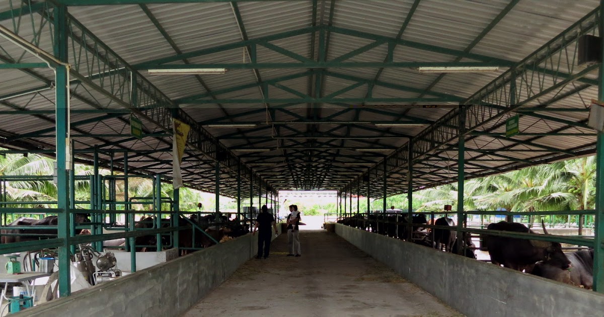 Rumah Ternak: Manajemen Perkandangan Kerbau