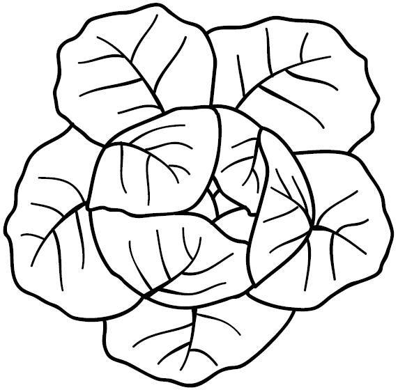 Repollo para colorear - Imagui