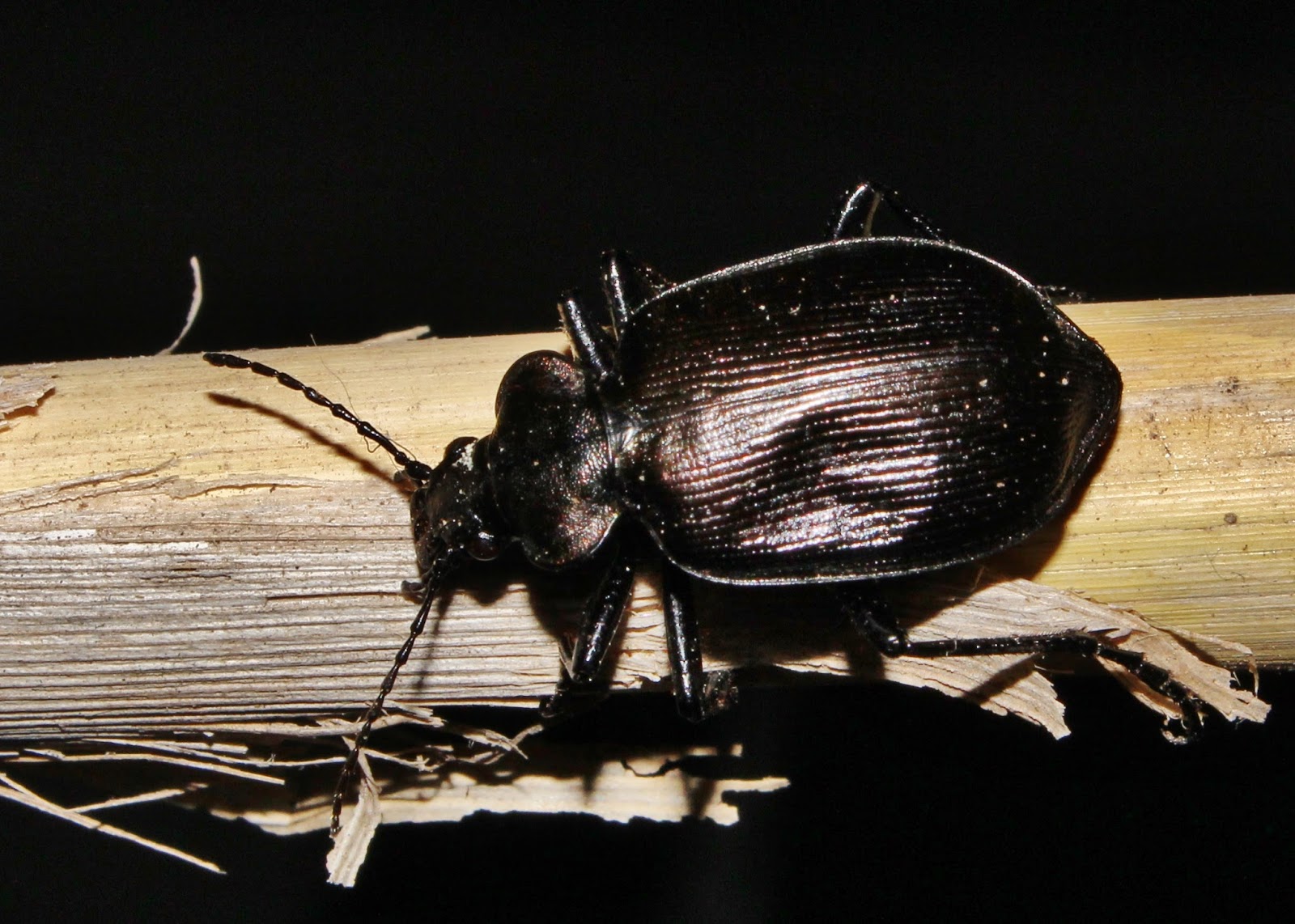 Biodiversity of Cyprus by NGO Protection of the Natural Heritage and ...