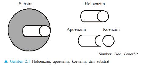 BIOLOGISTICA: ENZIM