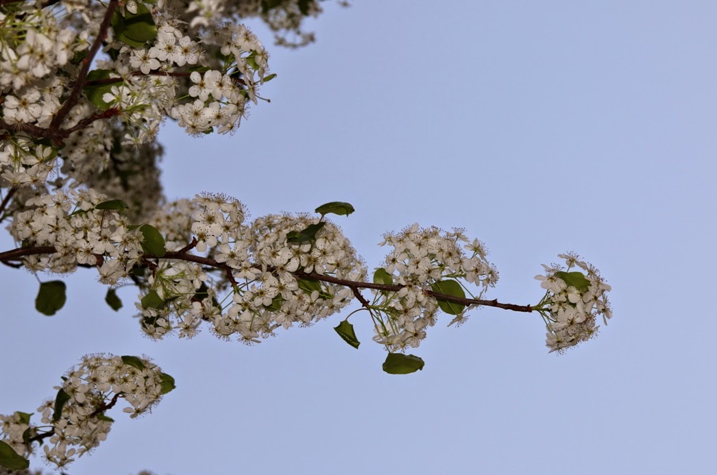 A photo, A thought............: Plant: Callery pear foliage, blossoms ...